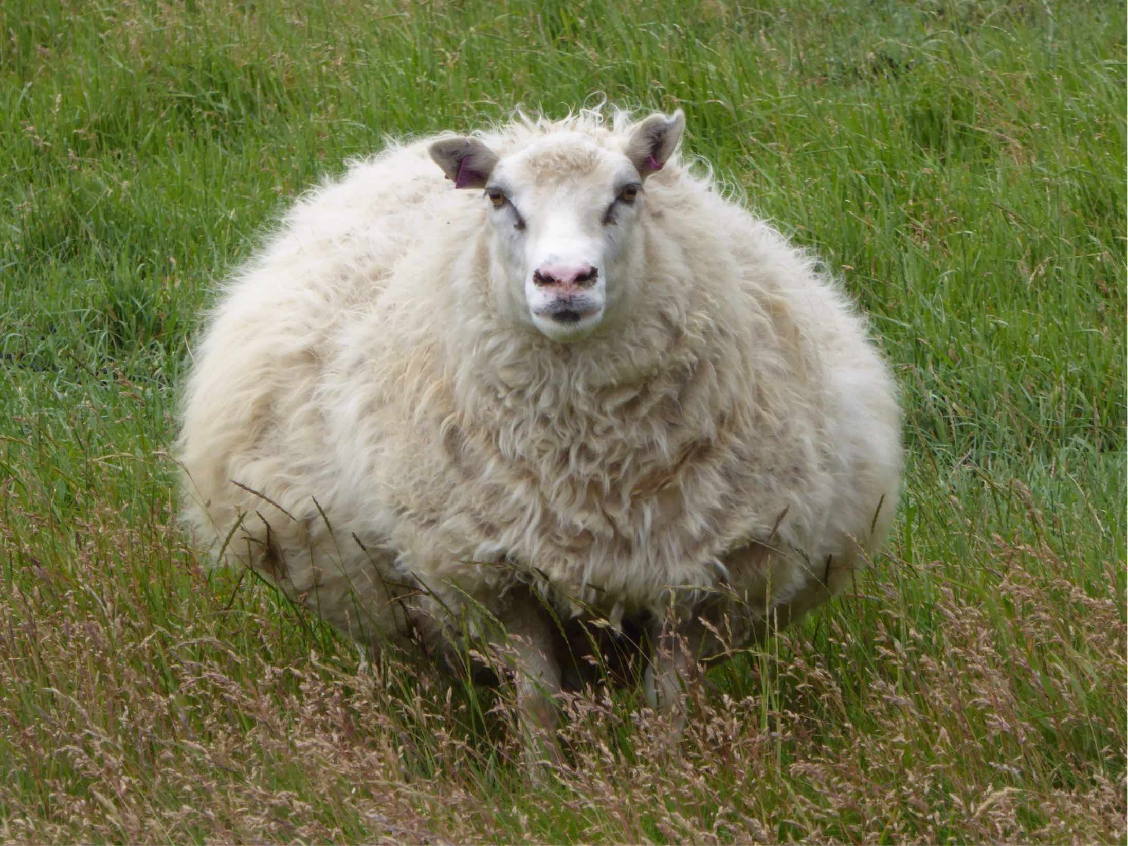 Sheep and Rettir Gallery – sod the cubicle